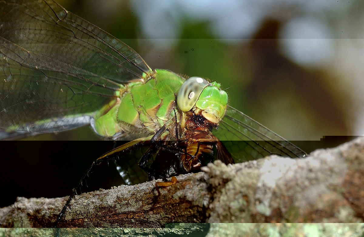The Insect Predation Game: Evolving Prey Defenses and Predator ...